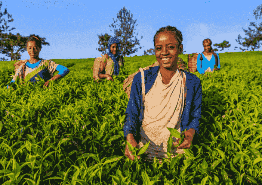 UAE and Saudi Arabia’s agricultural diplomacy in Africa: Competition ...